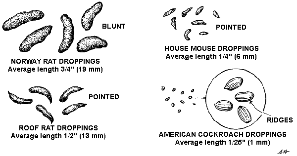 CEUWEB - Limited Wildlife 2024